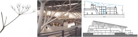 Tree Like Structures In Architecture Revisiting Frei Ottos Branching Columns Through