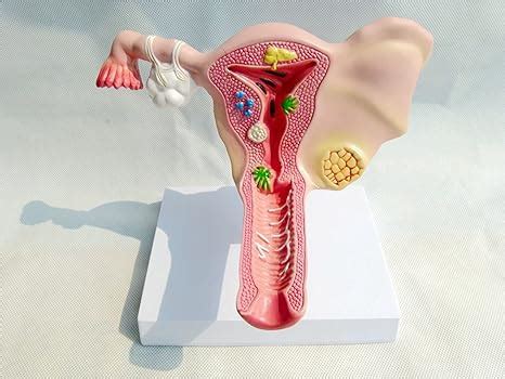Amazon co jp 解剖モデル教育モデル膣解剖ディスプレイモデル子宮と卵巣女性器女性解剖モデル婦人科卵巣と子宮モデル医学教育用