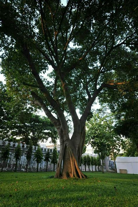🌳ต้นนิโครธ หรือไทรกร่าง ความยิ่งใหญ่ในพื้นที่จำกัด🌳 เรามาทำความรู้จักกับ ต้นไม้ที่มีความสำคัญ