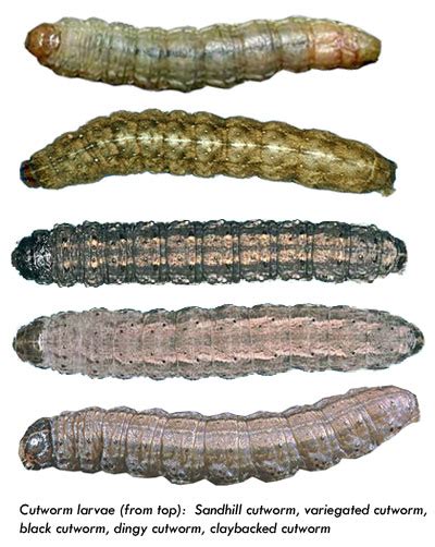 White Cutworms
