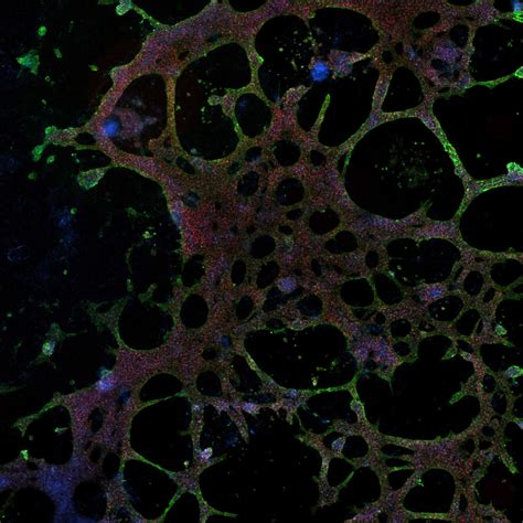 Human IPSCs Culture And Cardiomyocyte Subtype Differentiation In Fully Chemically Defined Conditions