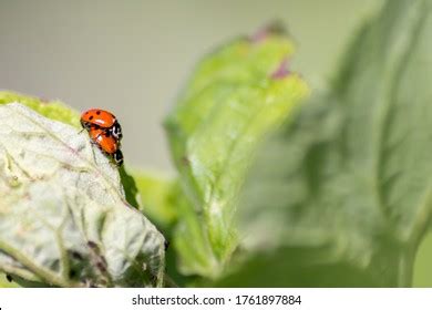 Ladybug Sex Images Stock Photos Vectors Shutterstock