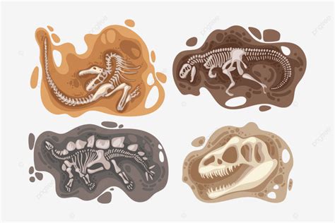 Dinosaur Fossils Vector Illustrations Set On Symbol Creative Png And
