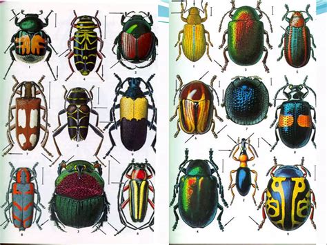 Lec 34 Classification Of Class Insecta Upto Orders Ppt