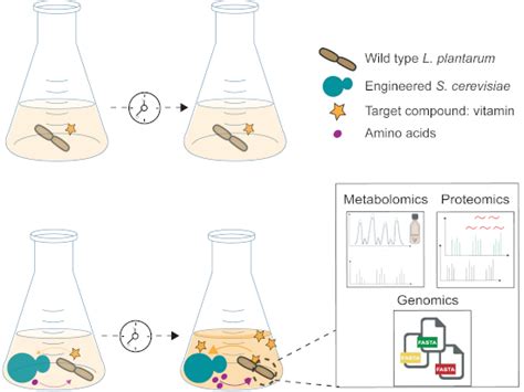 Adaptive Laboratory Evolution Of Microbial Co‐cultures For Improved Metabolite Secretion
