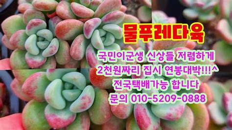 물푸레다육국민이군생들 아모르파티 제스타 휴밀리스 레드와인아이스핑키 올펫 수현 포루투나 짚이군생 문의010