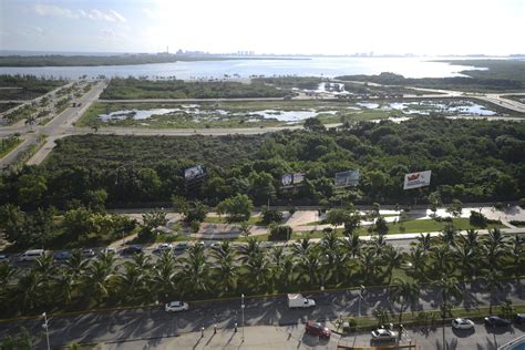 Talan 59 Hectáreas De Manglares En El Malecón Tajamar Cancún