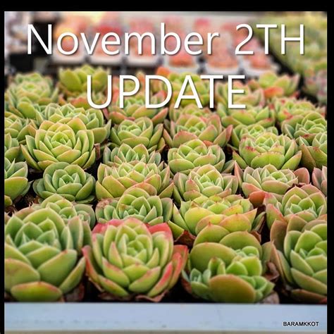 수암다육농장 꽃몽오리진 장미같은 모습의 이 아이는 기간티아 입니다 ⠀ 기간티아는 흔히 그라노비아 라고 알려진 그리