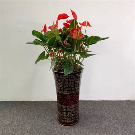 一帆风顺花的图片 头像 壁纸 大山谷图库