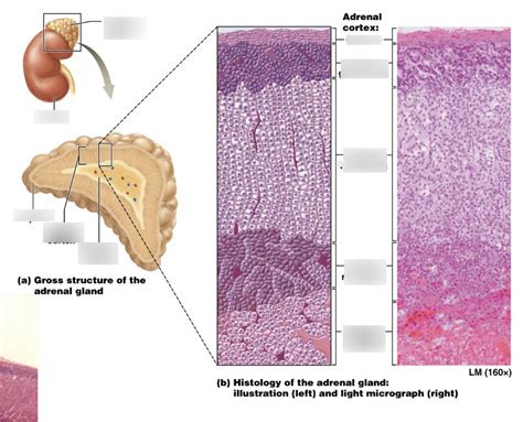 Adrenal Gland Diagram Quizlet