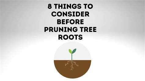 8 Things To Consider Before Pruning Tree Roots Everything Arboriculture