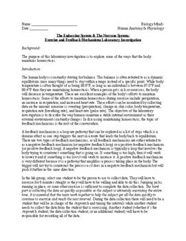 Exercise And Feedback Mechanisms Endocrine System Hands On Lab By Biology Minds