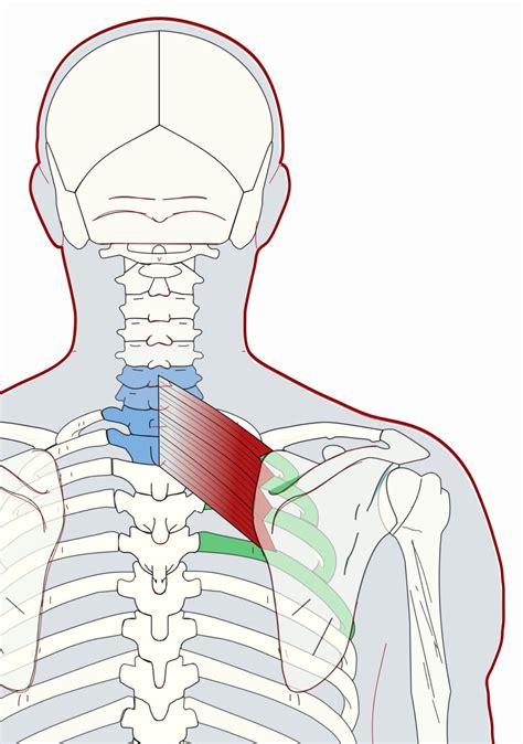 Serratus Posterior Superior Trigger Point Ep 328 The Serratus