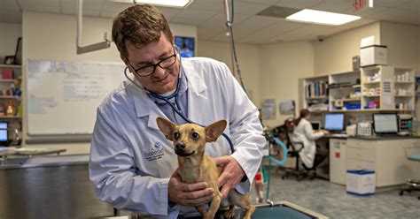 Covid 19 Qanda With Bluepearl Pet Hospital