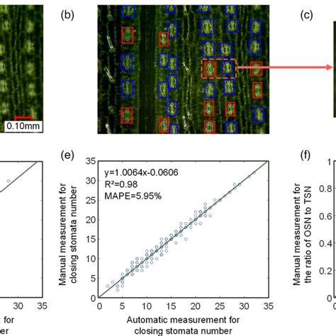 Results Of Stomata Detection Based On The Dual‐object Detection Model Download Scientific