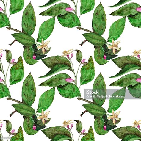 흰색 배경에 손으로 그린 수채화 레몬 나무 분기 원활한 패턴입니다 화려한 나뭇잎과 감귤나무의 꽃은 디자인에 끝없는 프린트 귀여운 벽지 감귤류 과일에 대한 스톡 벡터 아트 및