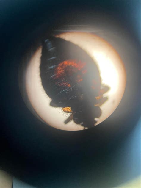 Bat Bug Under Microscope R Bedbugs