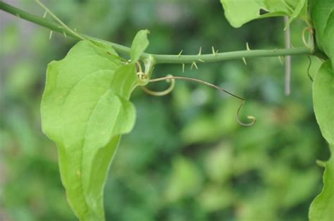 청가시덩굴 효능과 부작용 주의사항 네이버 블로그