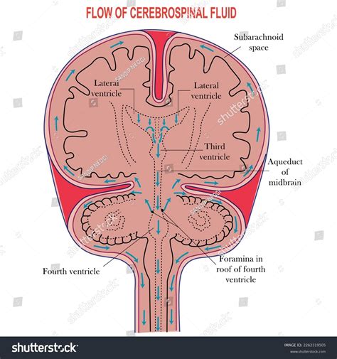 Diagram Illustrating Cerebrospinal Fluid Csf Brainventricles Stock Vector Royalty Free