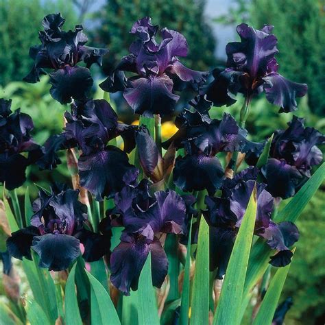 Superstition German Bearded Iris Flora Corner