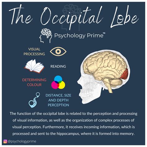 Occipital Lobe Of The Brain