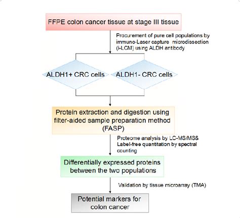 The Proteomic Workflow Used In This Study Is Summarized We Have Download Scientific Diagram