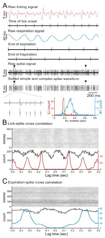 Raw Data Example Of Simple Spike Activity Correlated With Licking And Download Scientific