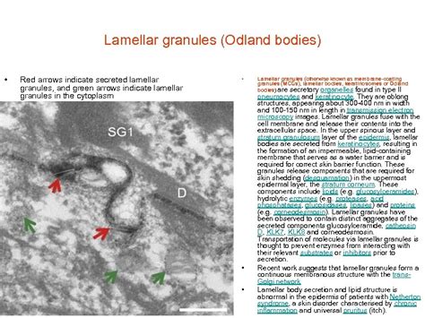 Stratum Corneum How Does Your Body Keep