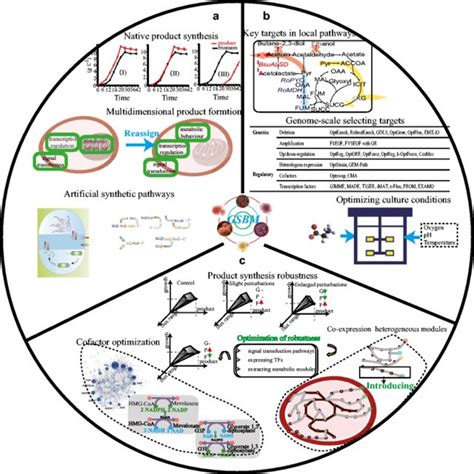 Application Of Genome Scale Biological Networks To Optimize The