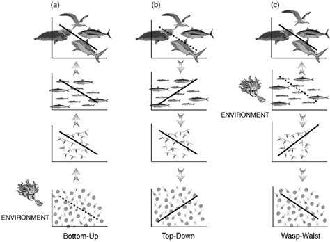 Different Types Of Trophic Controls Within A Simplified Four Level Food