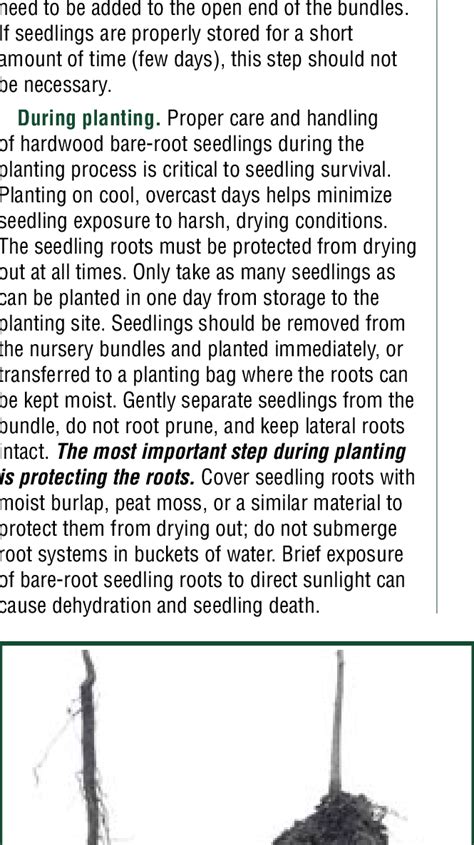 One Year Old Air Root Pruned Liner Rpm™ Containerized Stock Right