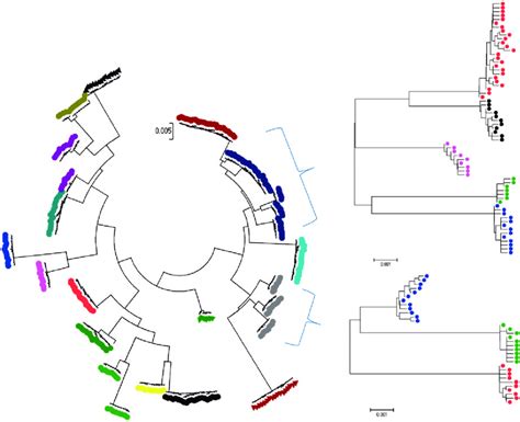 results from a hierarchical baps clustering of 25 000 strains of