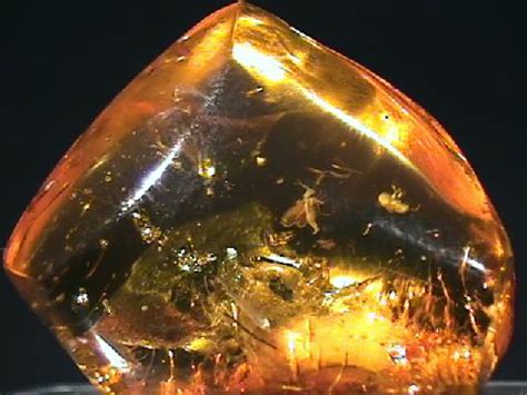 Amber Succinite Fossil Tree Resin