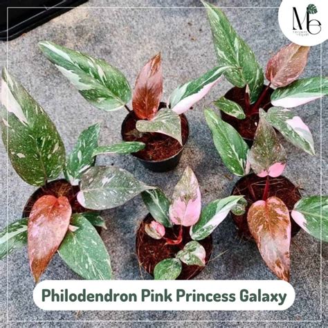 Philodendron Pink Princess Galaxy