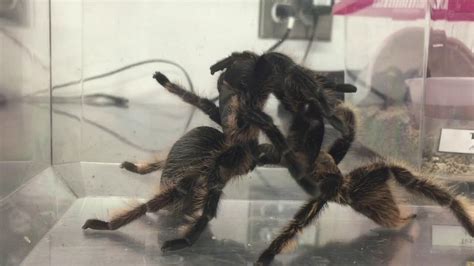 Tarantulas Having Sex Youtube