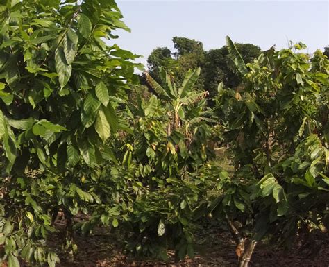 Karaagroai Drone Based Agricultural Dataset For Crop Yield Estimation · Datasets At Hugging Face