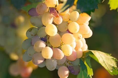 ~ 가을 건강한 과일 꽃 나뭇잎 노란색 녹색 농업 다발 덩굴 둥근 디테일 매달린 매크로 비 티스 비니 페라 비타민 C 설득력이없는 성장