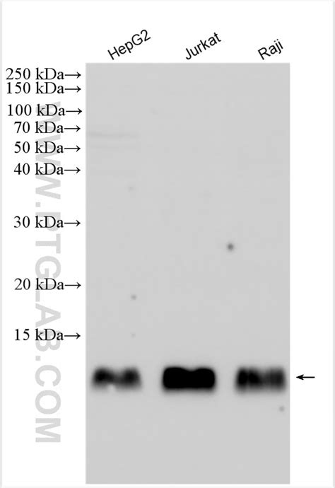 Beta 2 Microglobulin Antibody 30226 1 Ap Proteintech