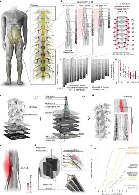 Christian Wende On Linkedin Activity Dependent Spinal Cord