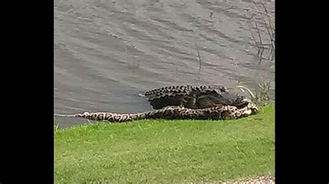 Python Vs Gator On Florida Golf Course Fox 5 New York