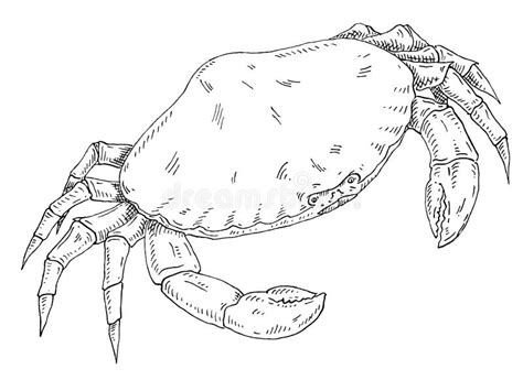 Crab Isolated On White Background Vintage Hatching Vector Monochrome Black Illustration Stock
