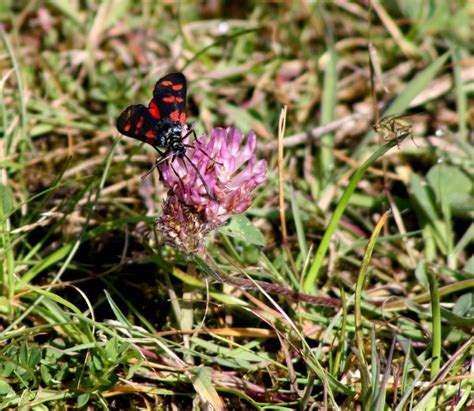 Do You Hear The Grasshopper That Is At Your Feet Let The Great Wheel