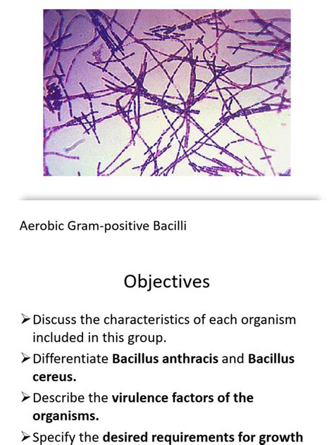 12 Aerobic Gram Positive Bacilli Pdf Bacillus Gram Positive Bacteria