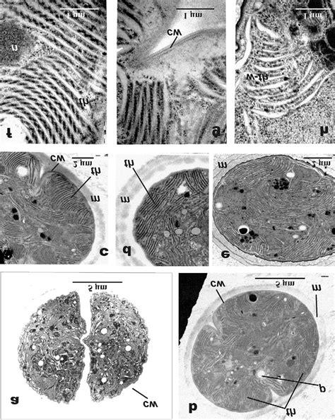 Ultrastructure Of Chroococcus Strain Ccala 701 Green The Structures Download Scientific