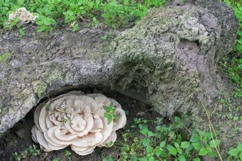 Berkeleys Polypore Identification Foraging And Culinary Applications Mushroom Appreciation