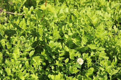西得乐 豆类 植物 Pixabay上的免费照片 Pixabay