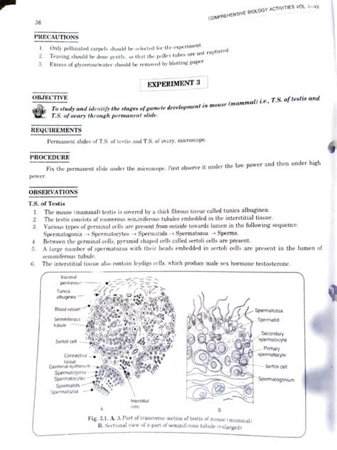 Biology Practical Part 2 Pdf Meiosis Ovary