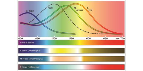 Eye Cones Wavelength