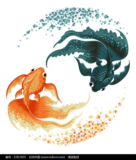 两条游来游去的金鱼图片下载 红动中国