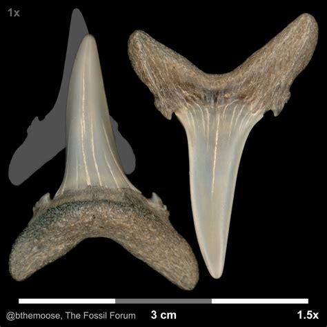 Carcharias Cuspidata Member Collections The Fossil Forum